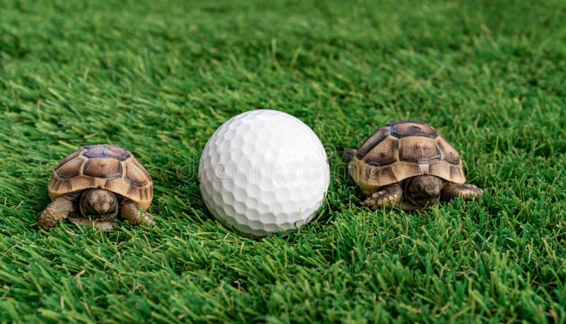 Close Up of Two Young Hermann Turtles on a Synthetic Grass with Golf ...