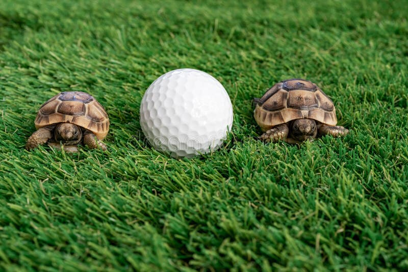Close Up of Two Young Hermann Turtles on a Synthetic Grass with Golf ...