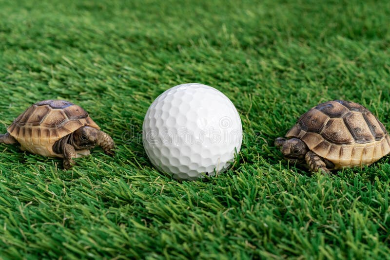 Close Up of Two Young Hermann Turtles on a Synthetic Grass with Golf ...