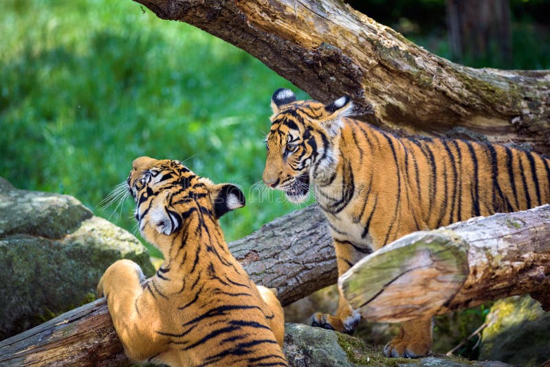 Two young malayan tigers stock photo. Image of malaysia - 123302106