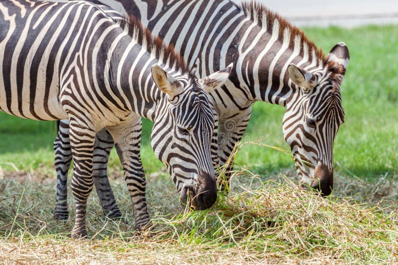 Close Up Two Zebras Eating Grass in Zoo. Stock Image - Image of face ...