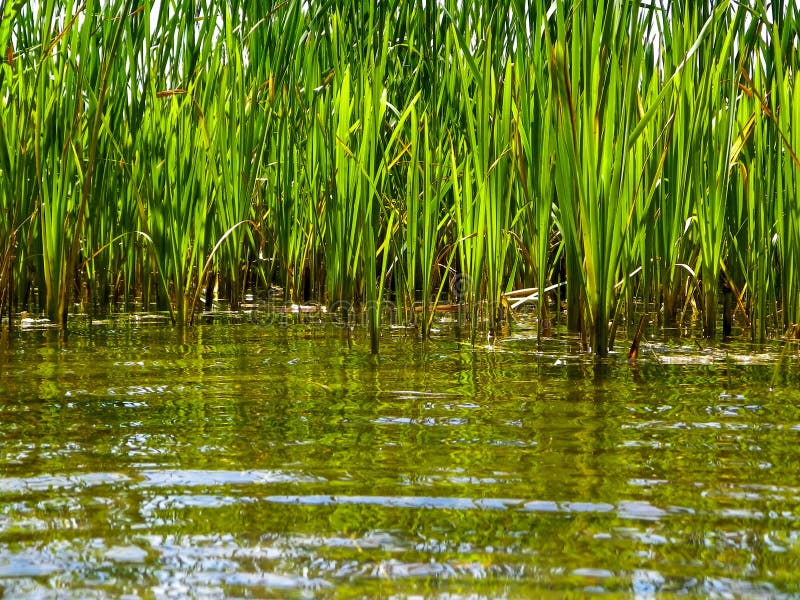 Close Up of Typha Plant in Lake Water Stock Image - Image of closeup ...