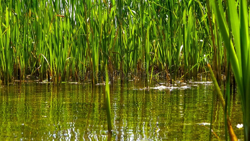 Close Up of Typha Plant in Lake Water Stock Photo - Image of ...
