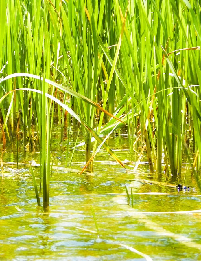 Close up of typha plant. stock photo. Image of copy - 126608886