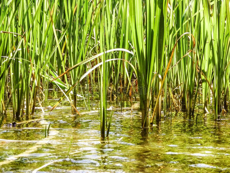 Close Up of Typha Plant in Lake Water Stock Photo - Image of natural ...