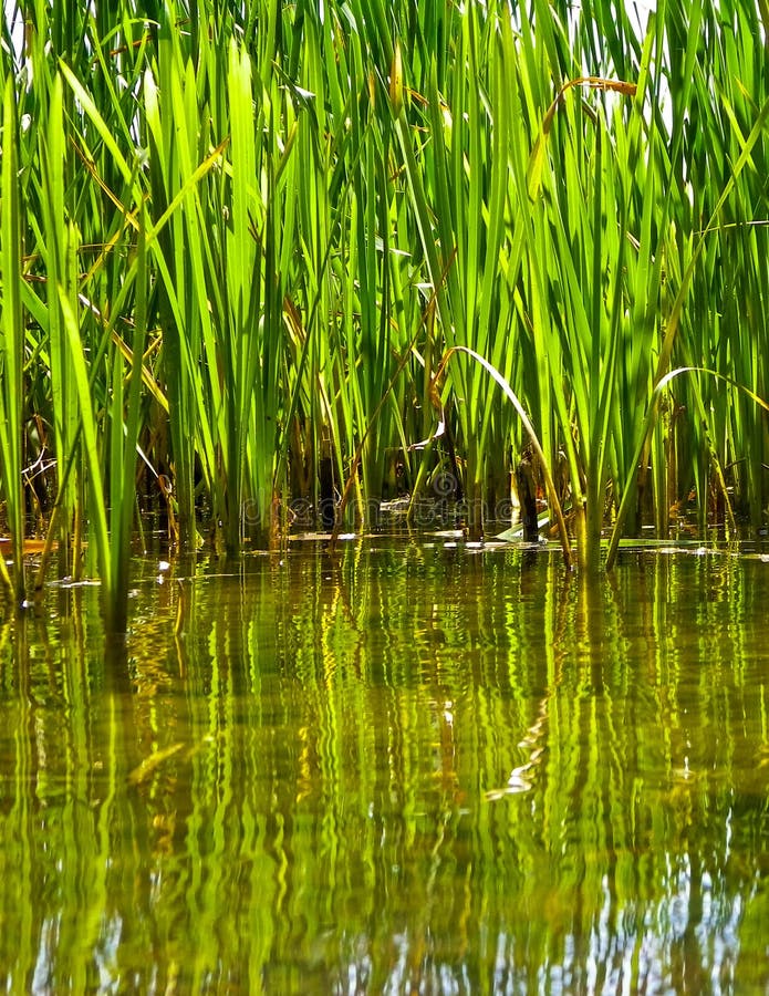 Close Up of Typha Plant in Lake Water Stock Photo - Image of lake ...