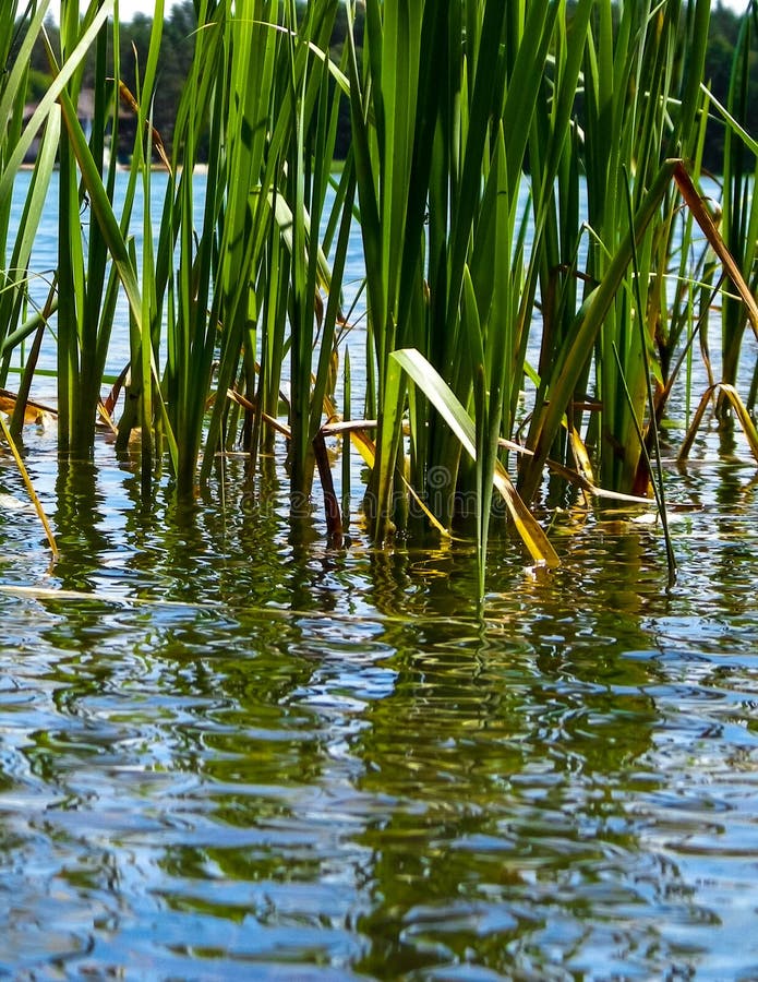 Close Up of Typha Plant in Lake Water Stock Image - Image of close ...
