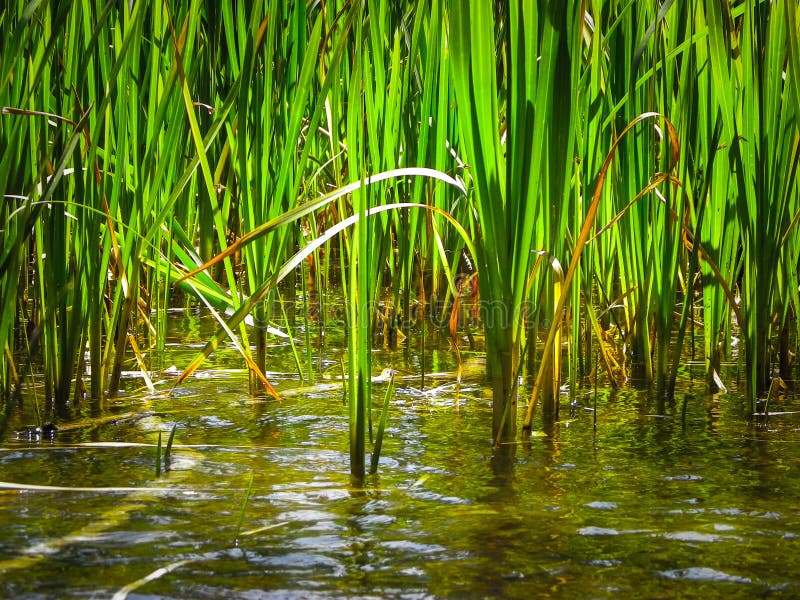 Close Up of Typha Plant in Lake Water Stock Image - Image of landscape ...