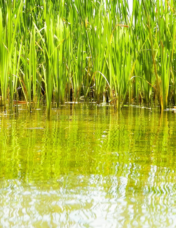 Close Up of Typha Plant in Lake Water Stock Image - Image of copy ...