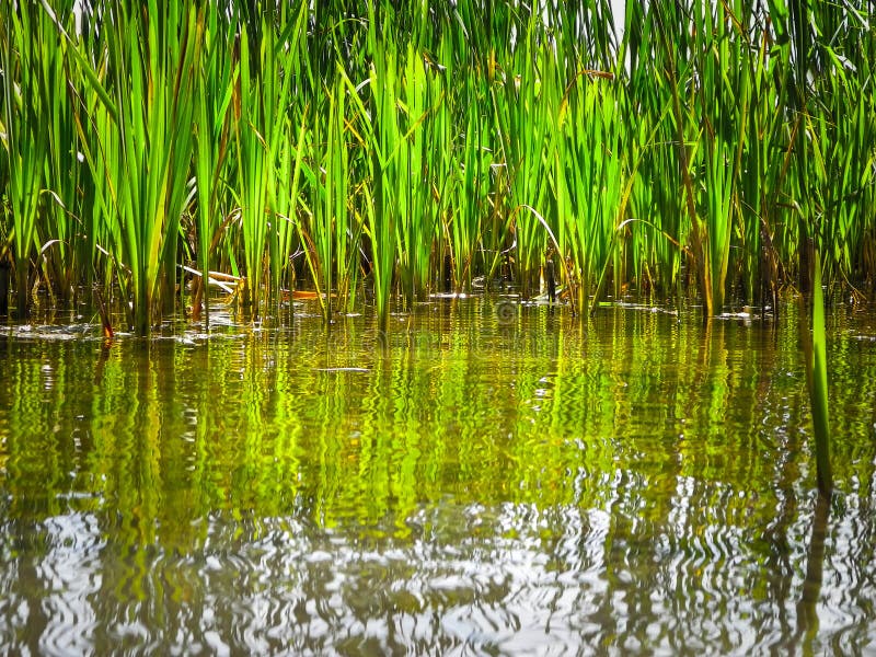 Close Up of Typha Plant in Lake Water Stock Photo - Image of typha ...