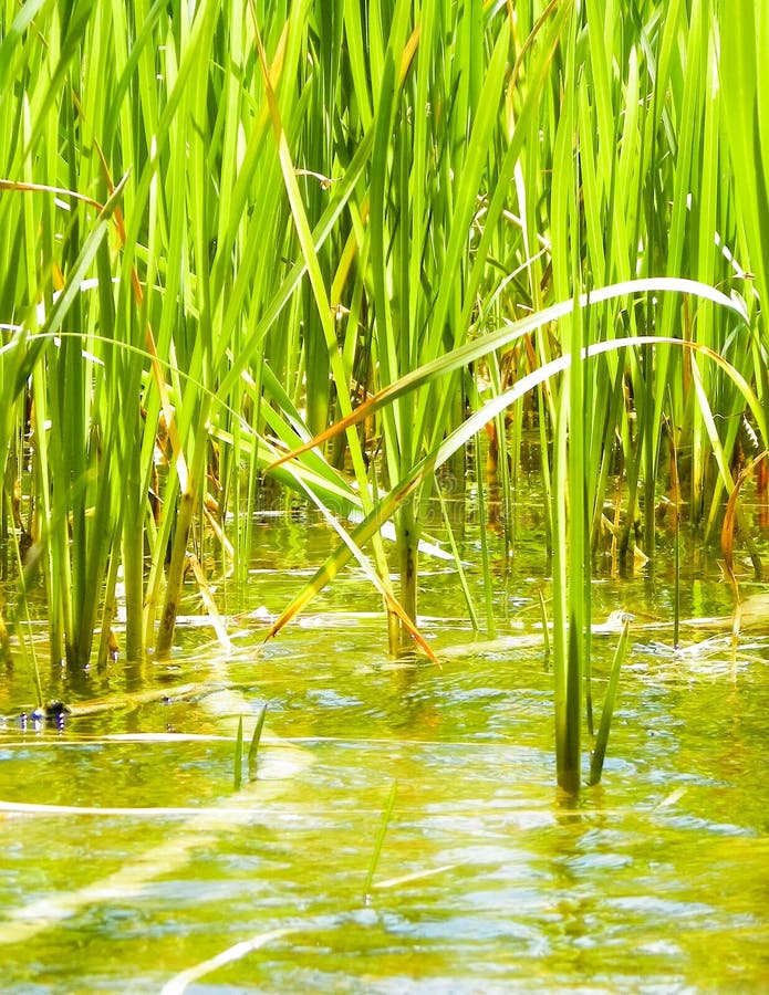 Close Up of Typha Plant in Lake Water Stock Image - Image of nature ...