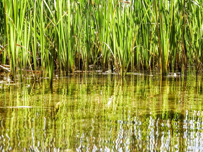 Close Up of Typha Plant in Lake Water Stock Image - Image of ...