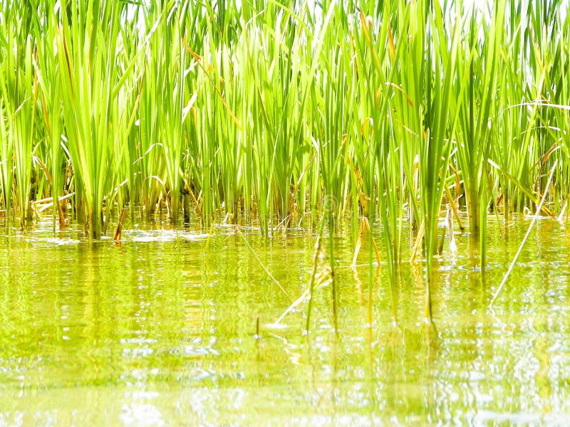 Close Up of Typha Plant in Lake Water Stock Photo - Image of wdzydze ...