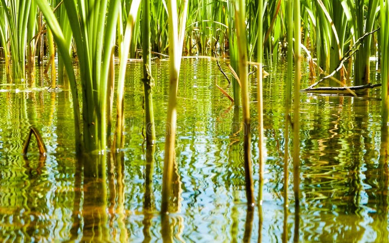 Close Up of Typha Plant in Lake Water Stock Image - Image of typha ...