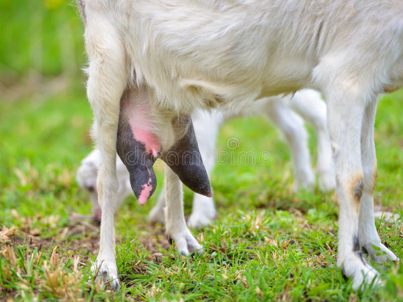 158 Goat Udder Close Up Stock Photos - Free & Royalty-Free Stock Photos ...