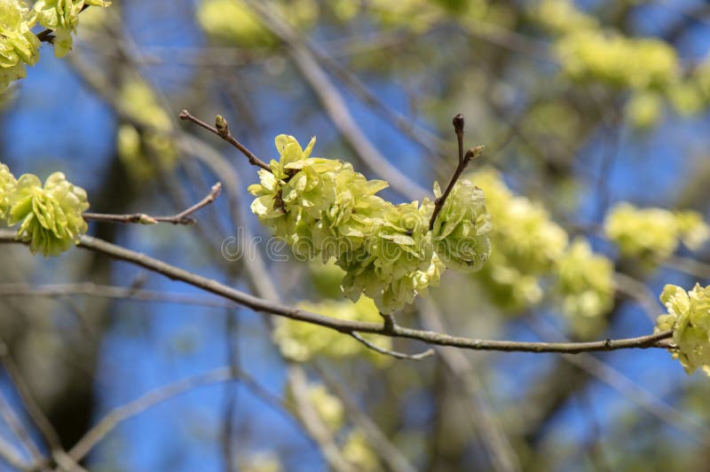 Close Up Ulmus Galbra Tree Seeds Stock Photo - Image of outside, galbra ...