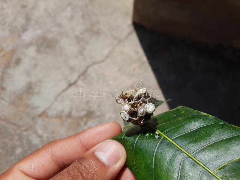 Close Up on a Umbrella Paper Wasp Nest Stock Image - Image of hand ...