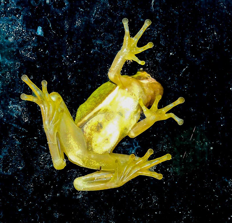 Tree Frog on the Window stock image. Image of frog, textures - 127347935