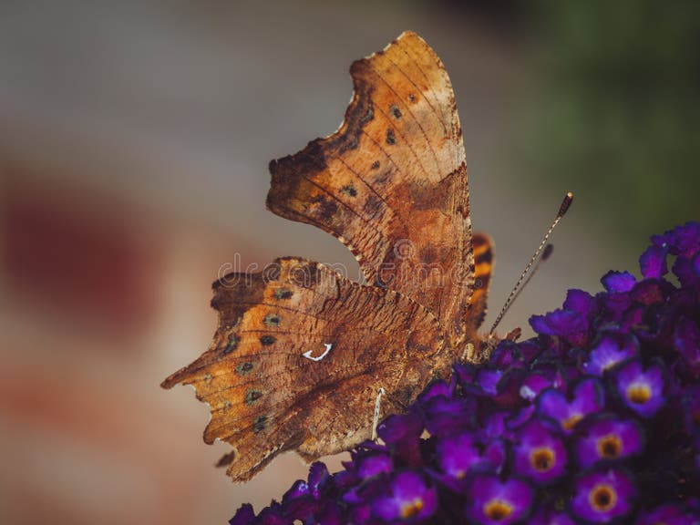 A Close-up of the Underside of a Wing of a Comma Butterfly Stock Image ...