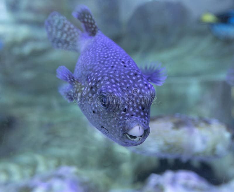 Close Up Underwater View of Parrot Fish with Detail of Teeth Stock ...