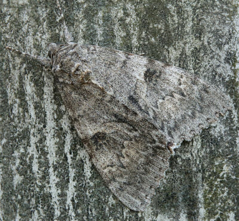 Underwing Moth Camo