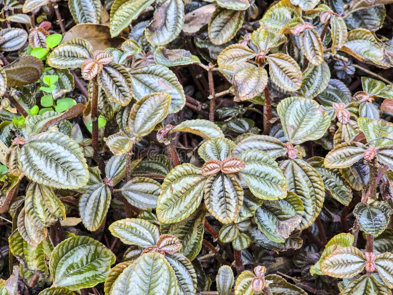 Pilea Spruceana Silver Tree with Beautiful Silver Leaves Stock Image ...