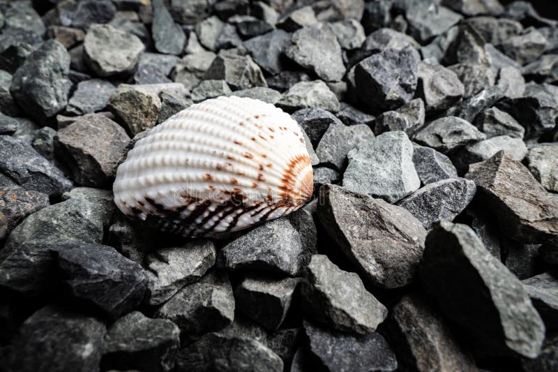 Close-up of a Unique Shell Resting on a Bed of Smooth Grey Stones in ...