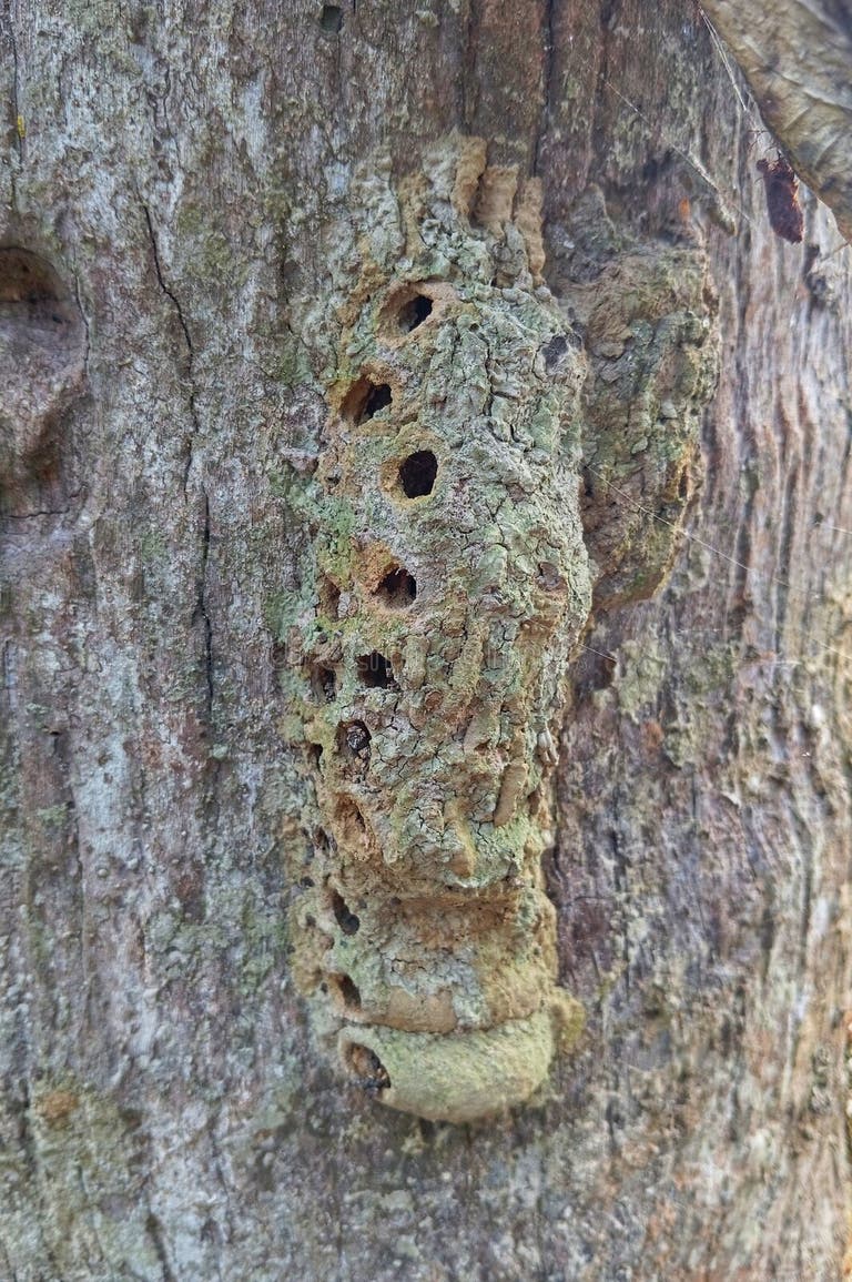 1,697 Wasp Nest Texture Stock Photos - Free & Royalty-Free Stock Photos ...