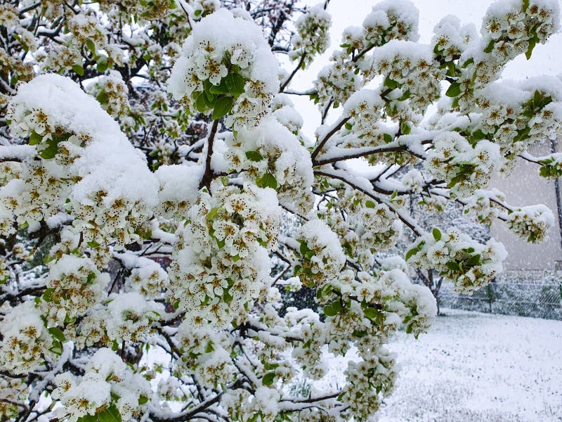 CLOSE UP: Unpredictable Spring Snowstorm Covers a Budding Cherry Tree ...