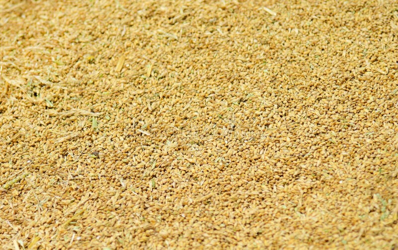 Close-up of Grain Piled in a Pile, a Wheat Warehouse. Stock Photo ...