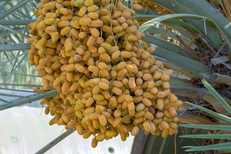 Unripe raw dates stock photo. Image of dhabi, unripe - 125138472