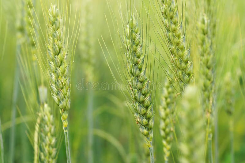 Unripe spelt grain stock photo. Image of grain, diet - 20533062