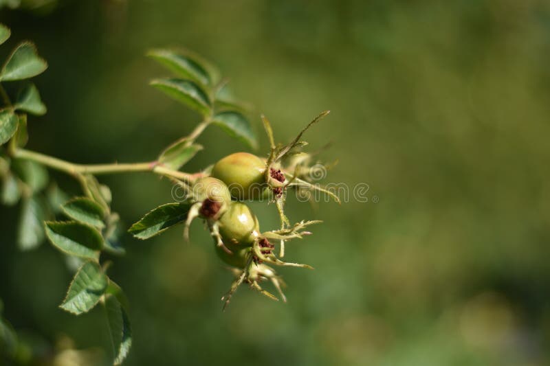 Green Rose hips stock image. Image of nature, produce - 270635851