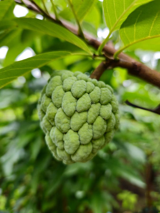 Macro Photo of an Unripe Sugar Apple Stock Image - Image of garden ...