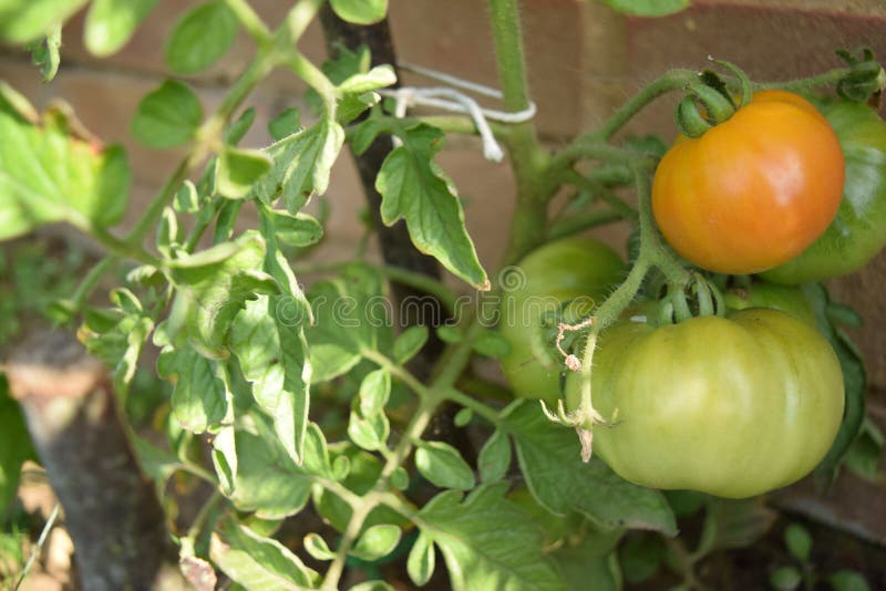 Close Up of Unripened Tomatoes Stock Photo - Image of unripened ...
