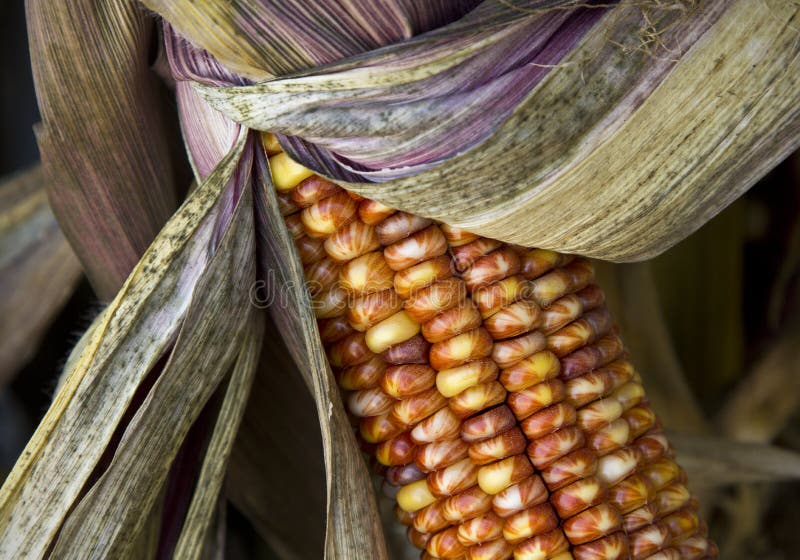 Close-Up Unusual Corn Cob stock image. Image of kernels - 46274091