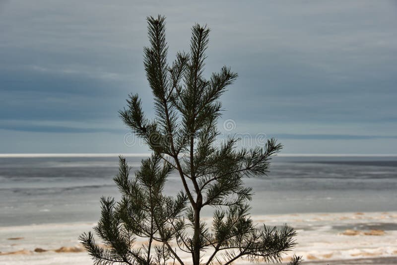 The Upper Branches of a Pine Tree Against the Background of the Cloudy ...