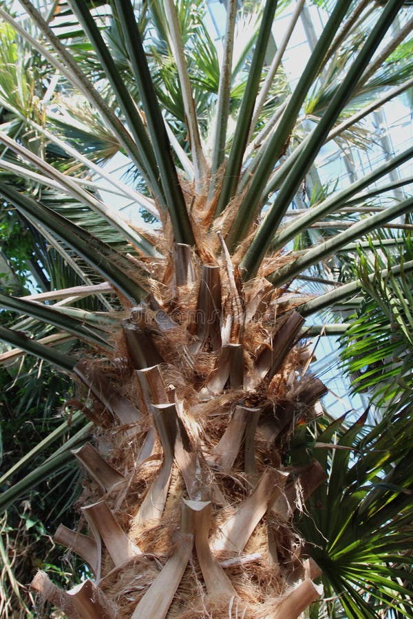 Close Up of the Upper Trunk and Fronds of a Cabbage Palm Tree Stock ...