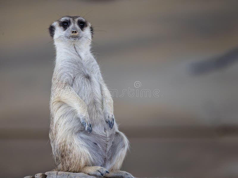 Close Up of an Upright Meerkat Standing Guard Stock Image - Image of ...