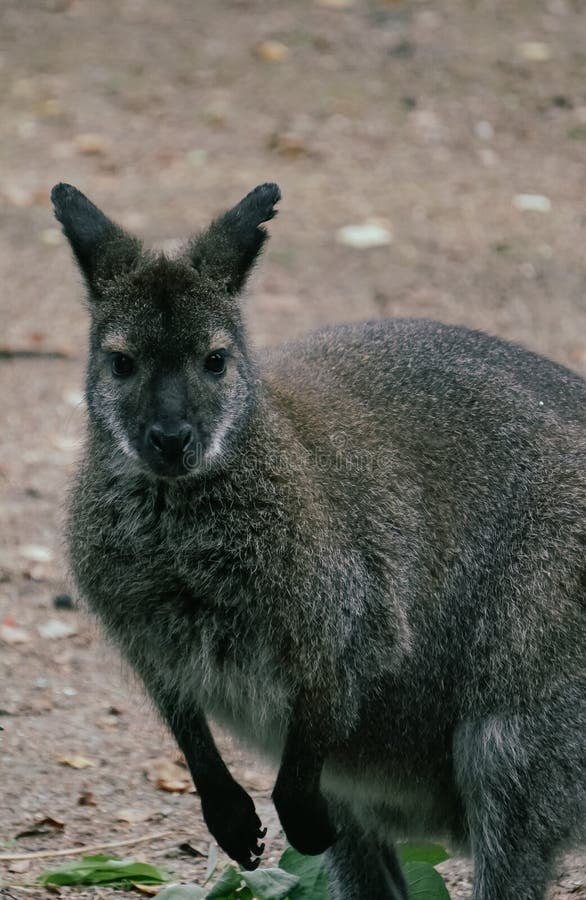 Close up of a vallaby stock image. Image of brown, close - 341849795