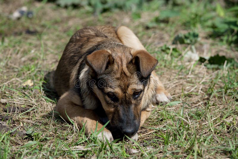 Close-up Van Bastaard Puppy Stock Foto - Image of paria, puppy: 24627038