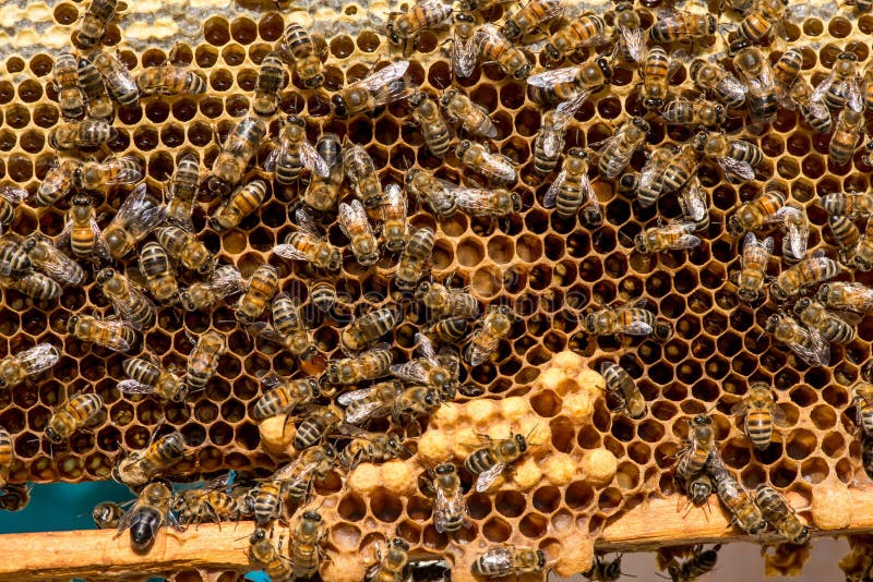 Close-up Van Bijen Op Honingraat in Bijenstal Stock Afbeelding - Image ...
