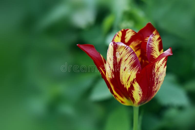 Close-up Van De Bloem De Gele En Rode Gestreepte Tulp Stock Afbeelding ...