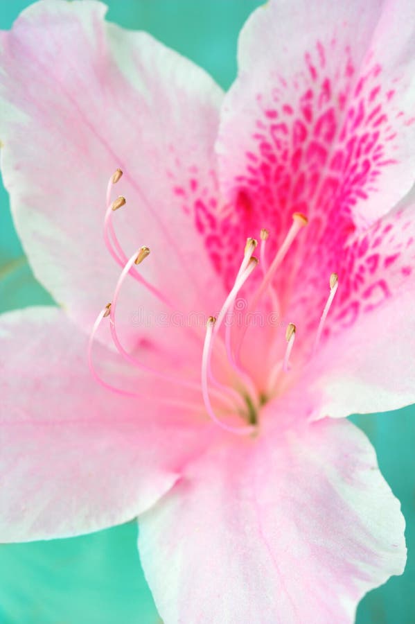 Close-up Van De Roze Bloem Van De Azalea Stock Afbeelding - Image of ...