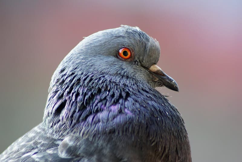 Close-up Van Het Duif De Hoofddetail Stock Foto - Image of veren, duif ...