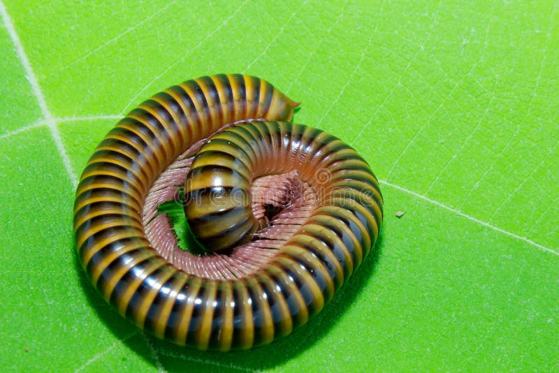 Close-up Van Een Duizendpoot, Het Worstelen Stock Foto - Image of ...