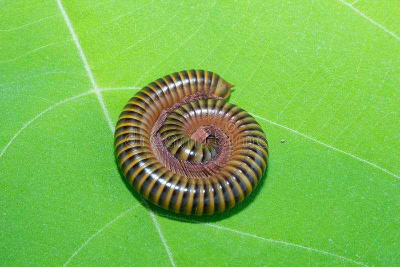 Close-up Van Een Duizendpoot, Het Worstelen Stock Afbeelding - Image of ...