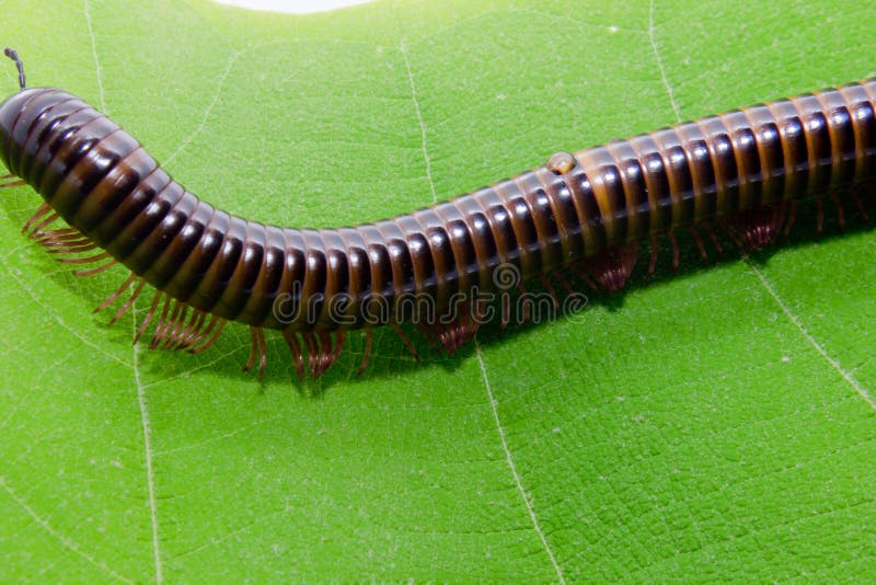 Close-up Van Een Duizendpoot, Het Worstelen Stock Foto - Image of ...