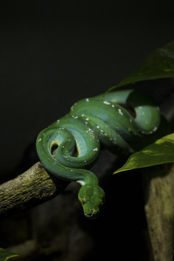 Close-up Van Een Groene Boompython - Viridis Van Morelia Stock Foto ...