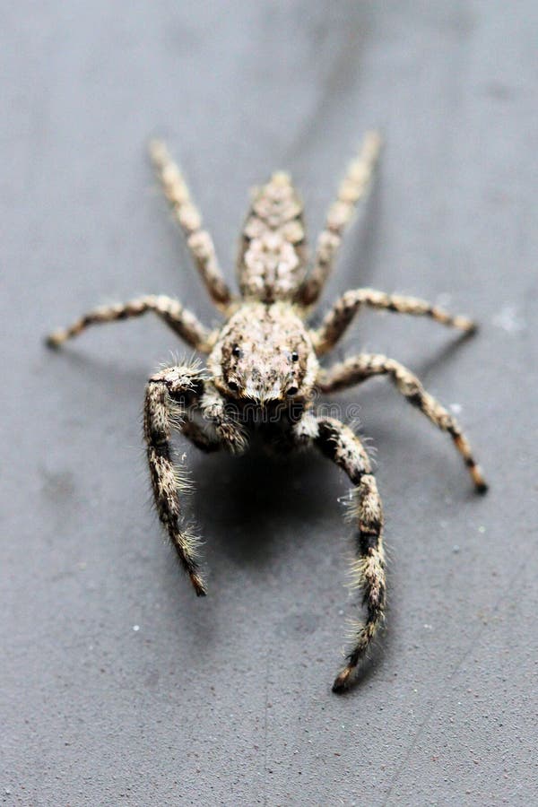 Grijze harige spin stock afbeelding. Afbeelding bestaande uit bruin ...